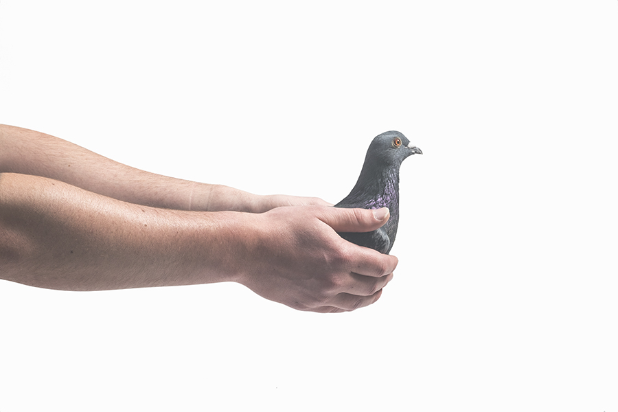 hello pigeons : Adam Ben-Dror